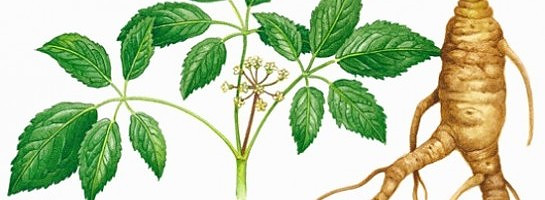 The Ginseng Miracle