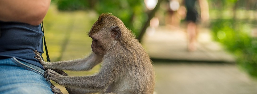 Avoid monkey business