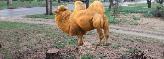 Tentative Tuesday Trials!