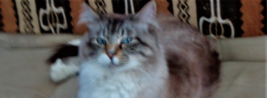 Mocha the cat has joined my family; here are first pictures