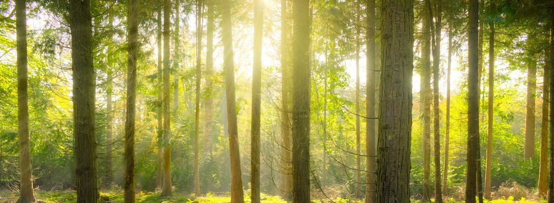 We Cannot See The Forest For The Trees. OR Can We?