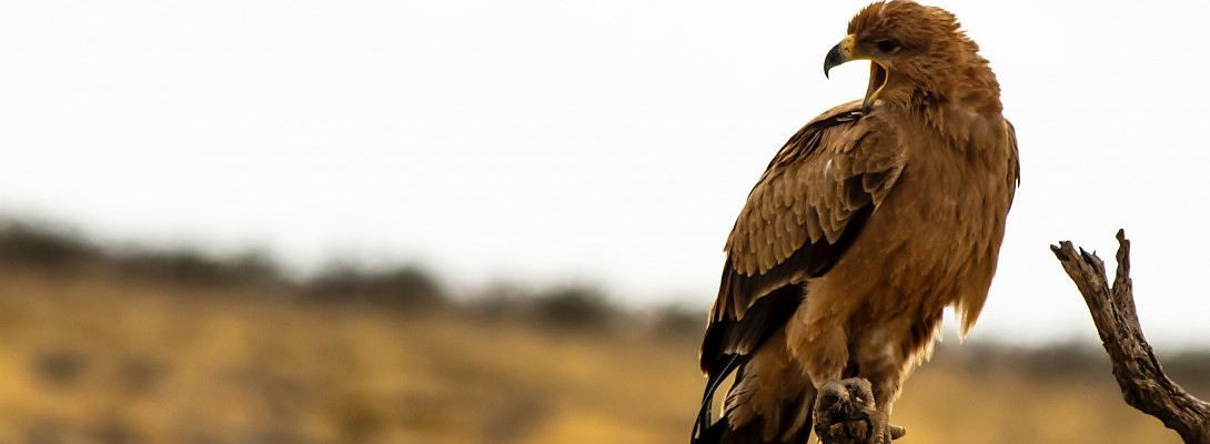 A vulture is a patient bird