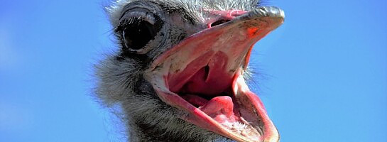 Ruffle Some Feathers