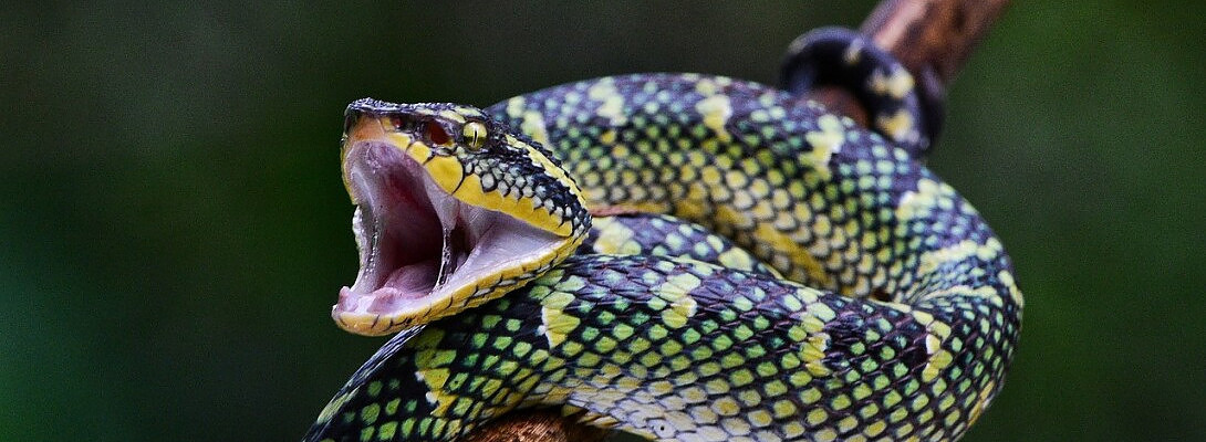 Getting overMy Phobia of Snakes the hard Way