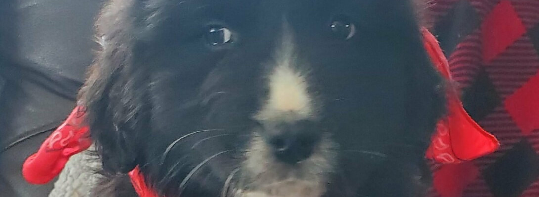 What We Can Learn From Dogs