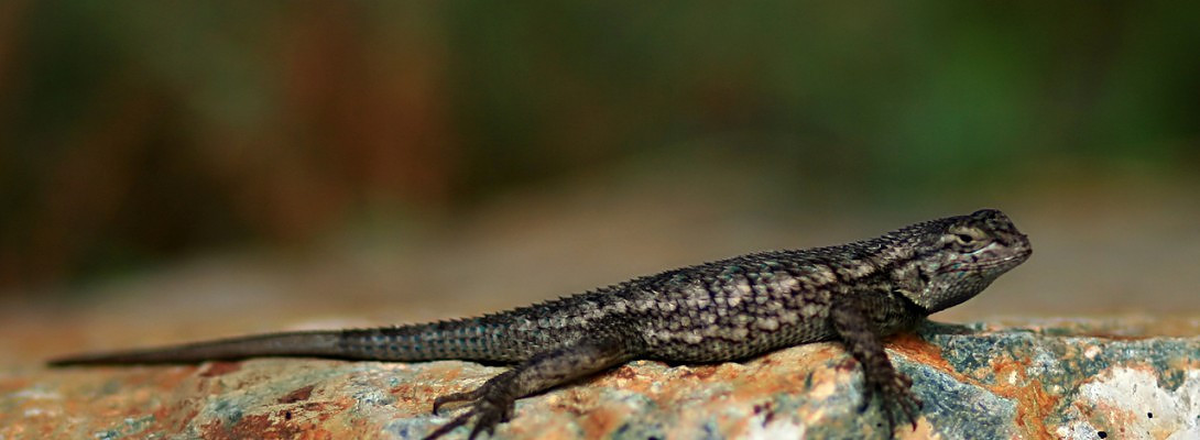 Flat out like a lizard drinking.