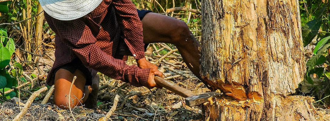 The Story of A Lumberjack