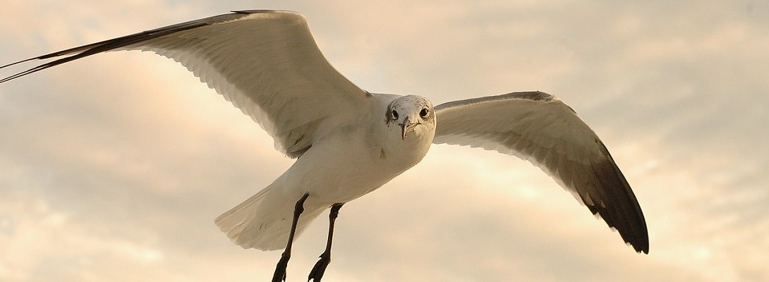 Learn to fly on the way down!
