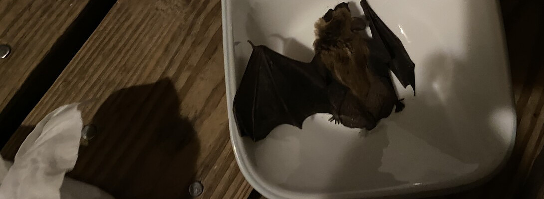 Meet My Little House Guest - Count Spatula