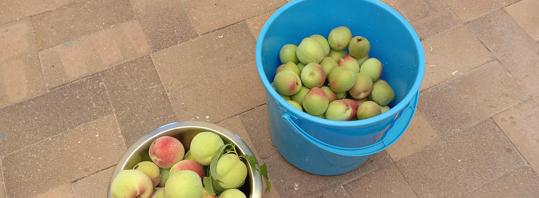 Millions of peaches for me australia a land of hot and cold
