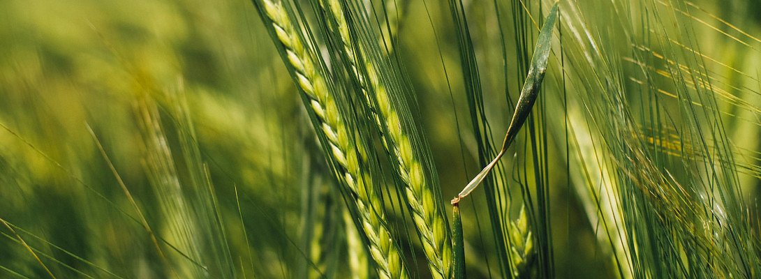 Do You Really Understand the Meaning Of Sowing and Reaping?