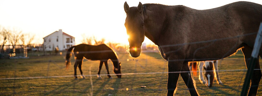 Insights Into The Day-to-Day Life of a Rancher: Responsibilities ...