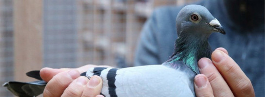 The Story of Walcott Wally and Pigeon Racing