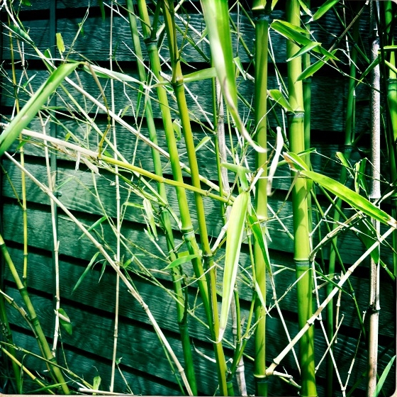 The Awesome Chinese Bamboo Tree Story Growth Takes Patience And