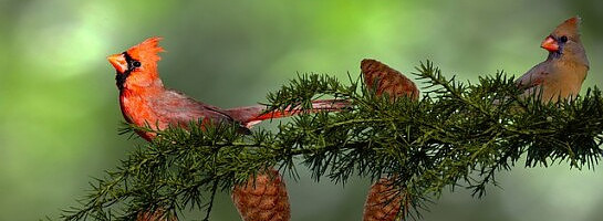 What is an Evergreen Product- Exploring the Evergreen Niche