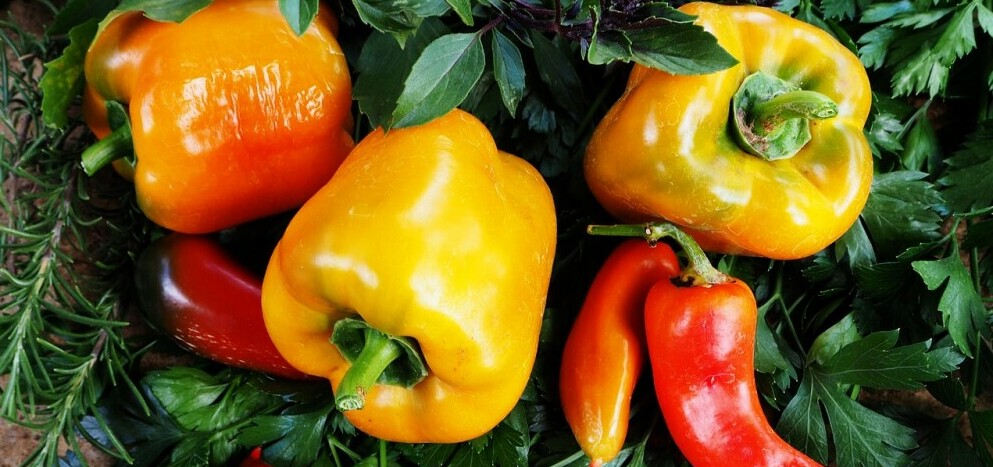 Growing a Spectrum of Flavor: A Guide to Sweet Peppers - Gardening With ...