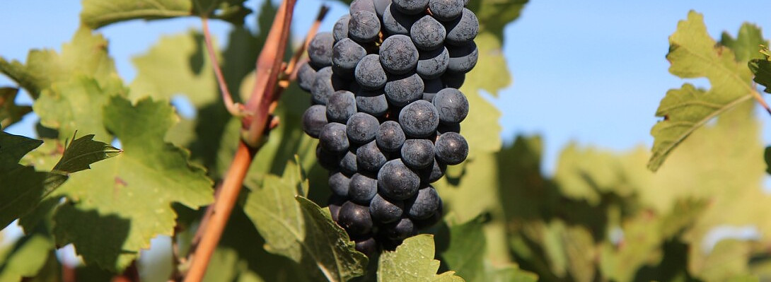 How to Use Cluster Writing Technique