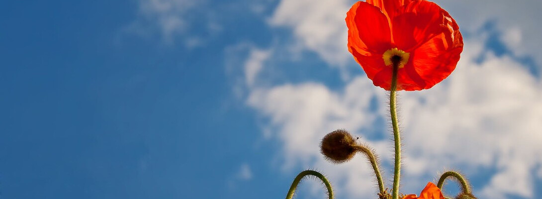 Tall Poppy Syndrome - Are You Cutting Someone Down?