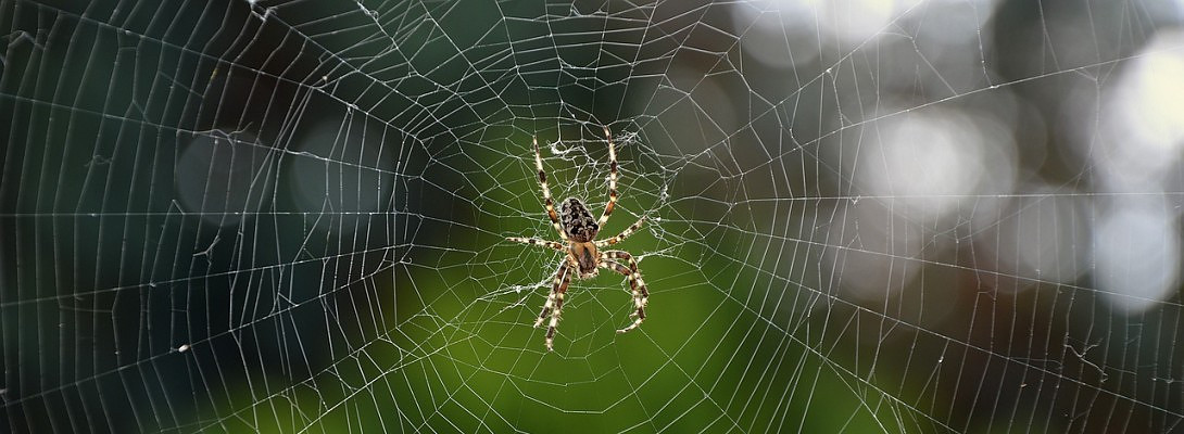 Spider webs and business?