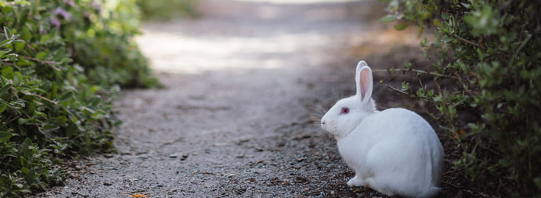 Rabbit Trails Prove Helpful Sometimes